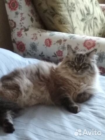 Прекрасную кошку в добрые руки