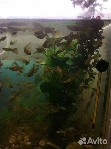 Самки гуппи