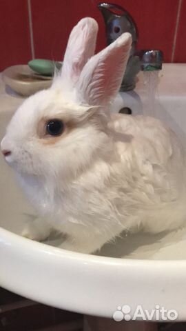 Ищет мальчика