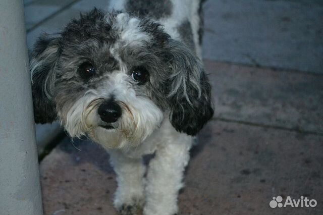 Принцесса ищет своего принца