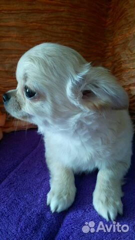 Маленькие солнышки