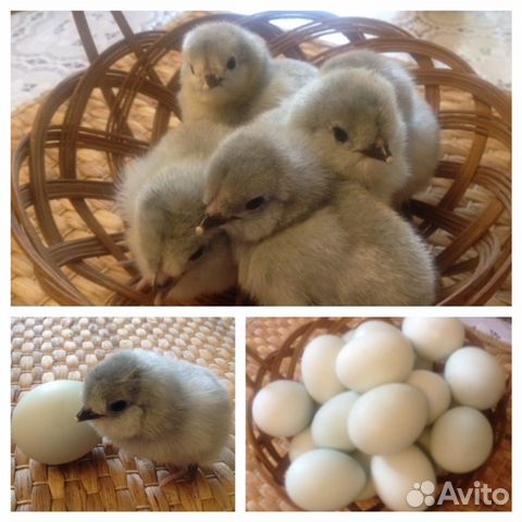 Инкубационное яйцо, цыплята Амераукана