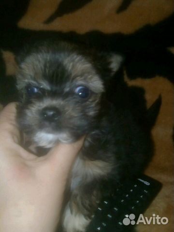 Мальчуган Йорик