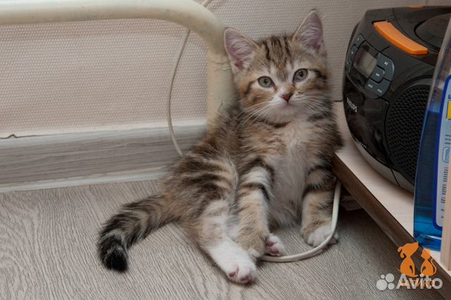 Отдам котенка в добрые руки