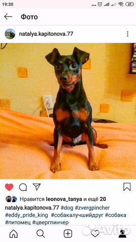 Цвергпинчер