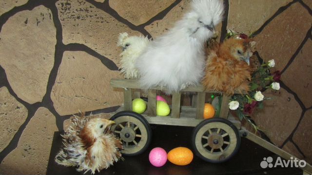 Карликовые кохинхины, сизли