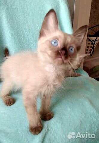 Эльф прямоухий в шубке: черный, сиамский, шоколад