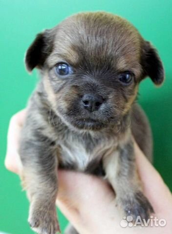 Кудряшка кобель