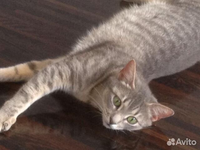 Котёнок