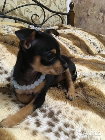 Щенок Той Терьера Кнопа