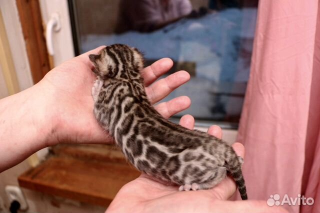 Девочка с правом разведения