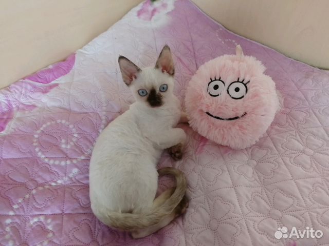 Девон рекс с документами из г. Самара