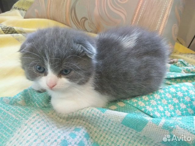 Котенок шотланская вислоухая девочка