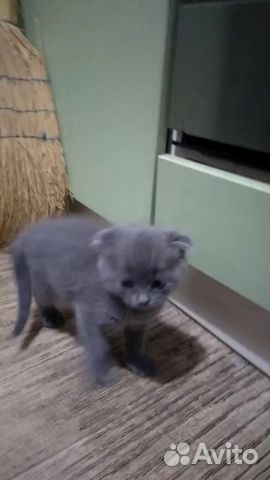 Британская