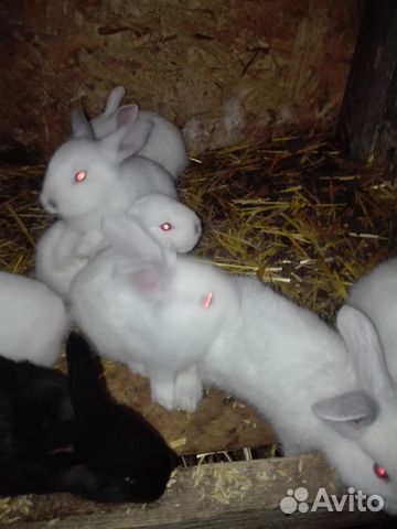 Продажа крольчат