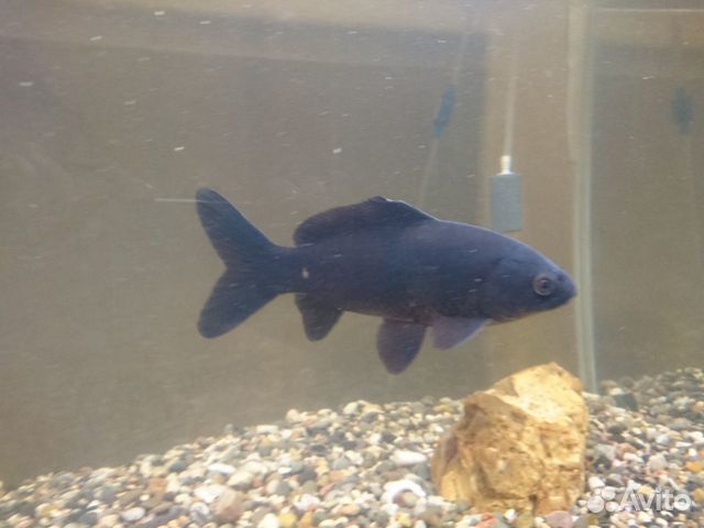 Карп кои чёрный