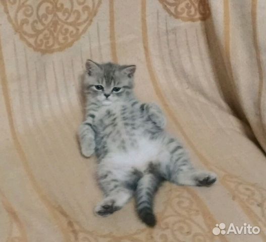 Шотландская скоттиш страйт