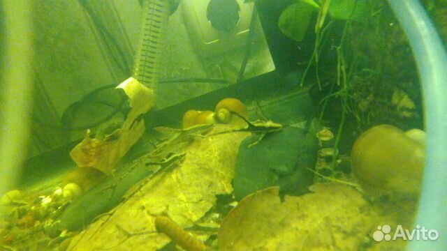 Стурисома Панамская