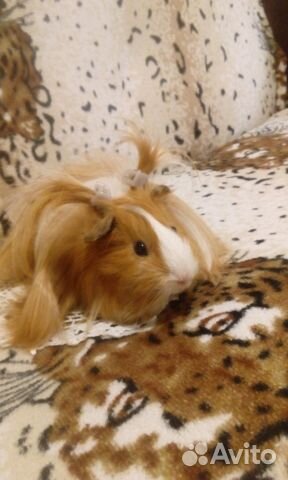 Морская свинка ищет мальчика