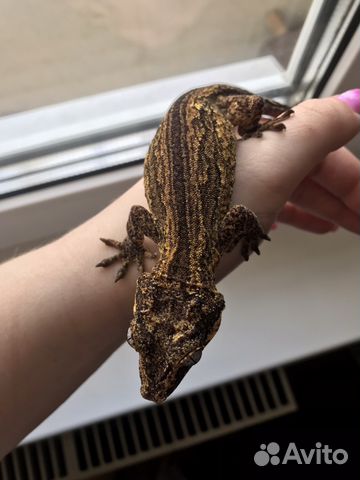 Ушастый Бананоед