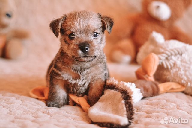 Мимимишный мальчишка норвич терьера