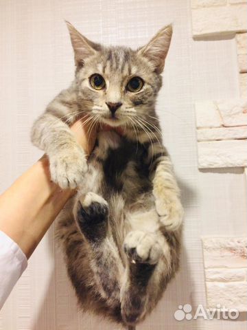 Ищем дом для дымчатого котенка мурлыки