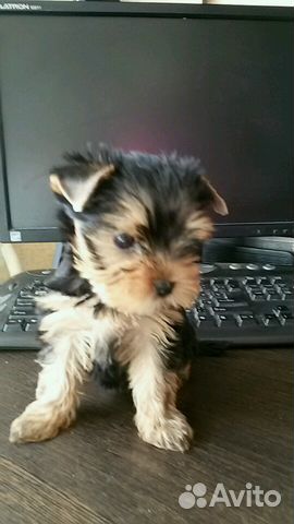 Девочка Йоркширского терьера