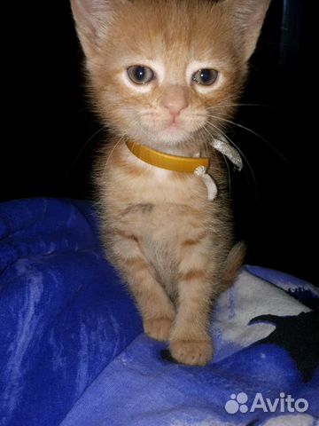 Котеночек рыженький