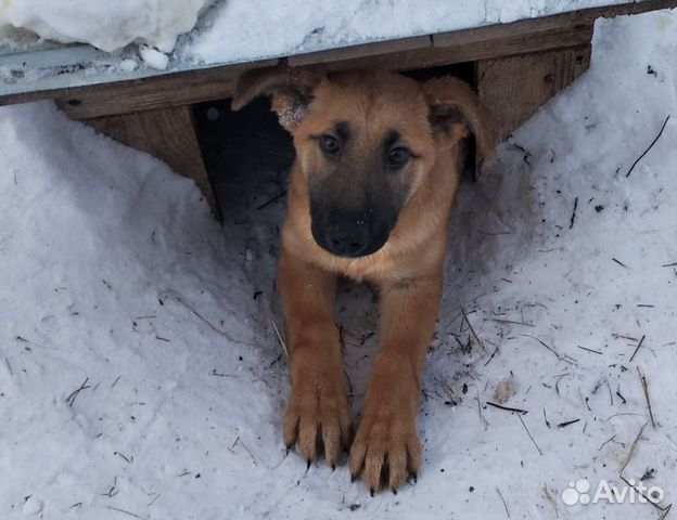 Замечательные щенки