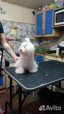 Щенки мальтеза