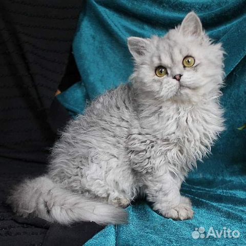 Котята селкирк-рекс