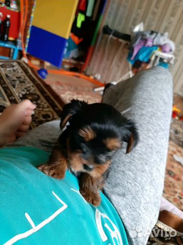 Йоркширский терьер