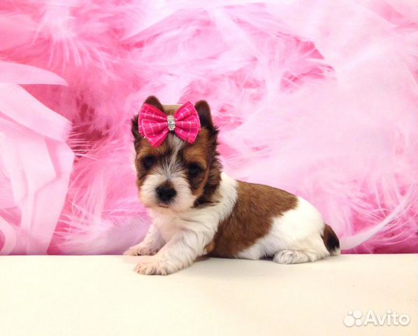 Бивер йорк белая малышка