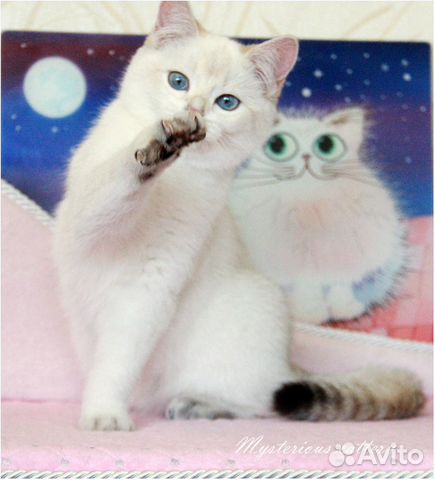 Британская кошечка с сапфировыми глазами