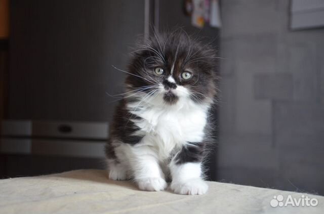 Очаровательные шотландские котята