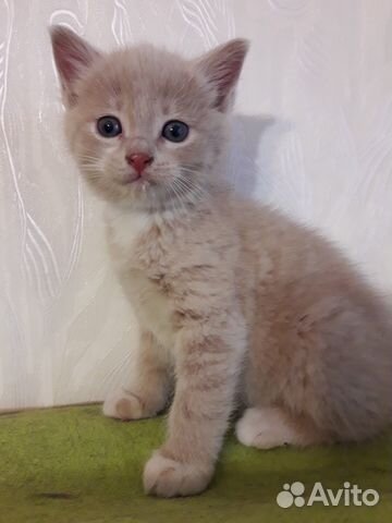 Котята