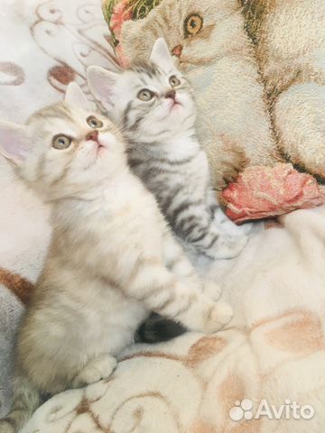 Продам пушистое счастье