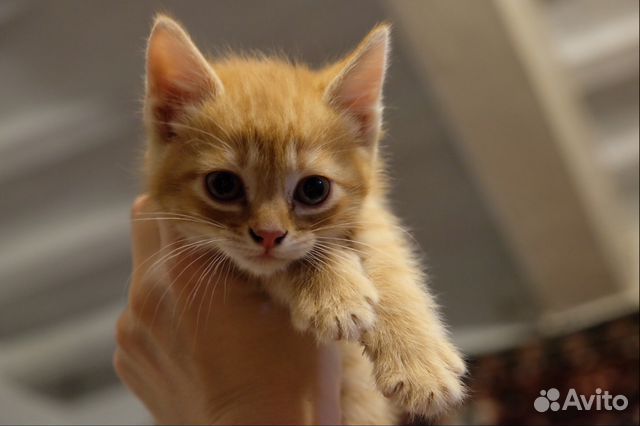 Котёнок в заботливые руки