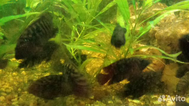 Рыбка цихлазома, цихлида пчелка