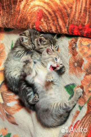 Ищут котодетки своих пап и мам