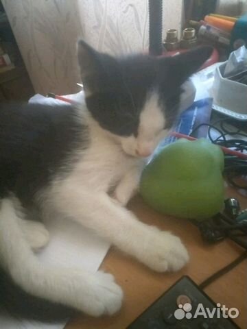Разбойник котенок