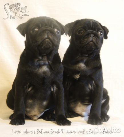 Высокопородные щенки мопса чёрные и бежевые