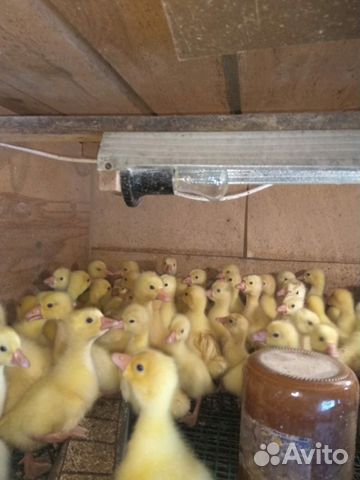 Гусята, Утята, Индоутки, Индюшата, Бройлеры, Несуш