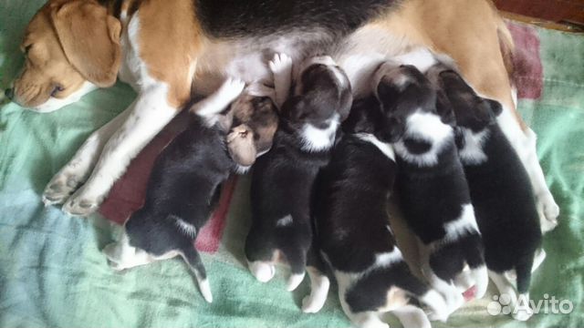 Щенки бигль резерв