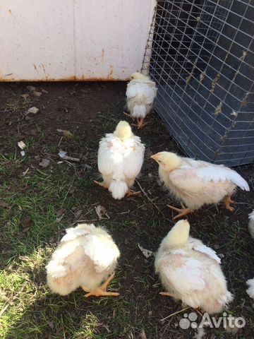 Цыпленок бройлер