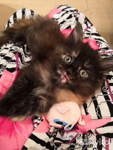 Котенок Мейн Кун