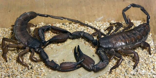 Hadogenes troglodytes (Каменный скорпион)