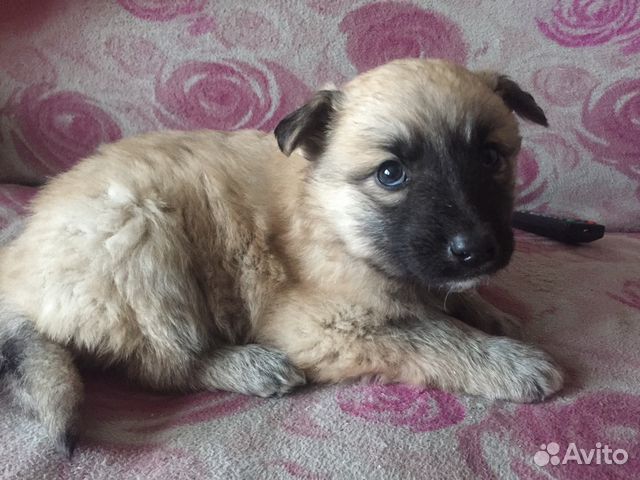 Отдам бесплатно найдёныша