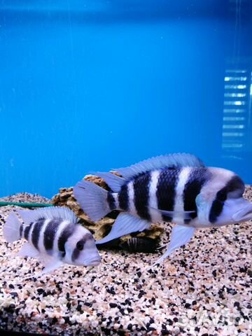 Фронтоза Бурунди