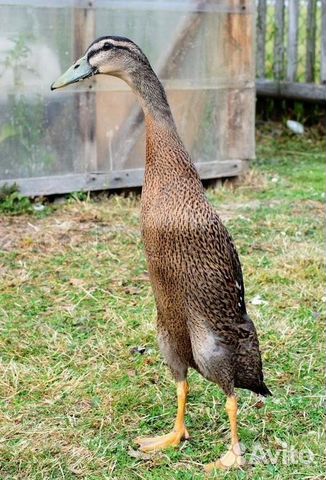 Продам четырёх уточек индийского бегунка